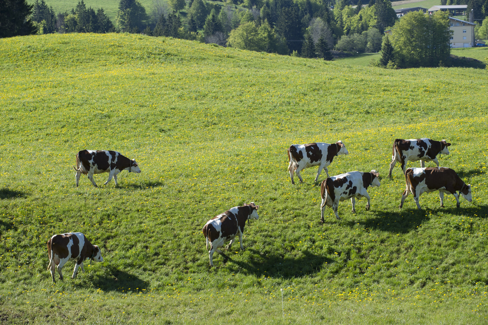 Dermatose nodulaire contagieuse : une unique "zone vaccinale" en région AURA et BFC au 17/01 ...