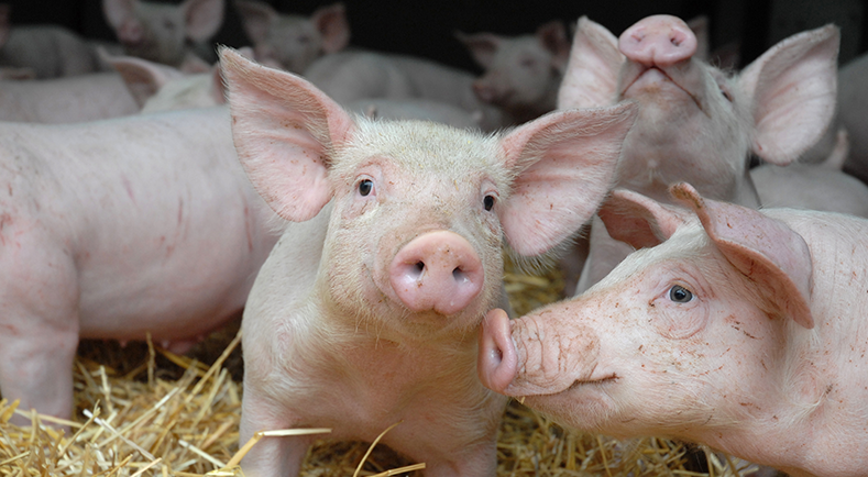 Accompagner l'arrêt de la caudectomie systématique en élevage de porcs ...
