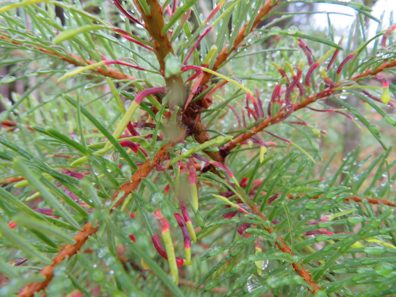 La cécidomyie des aiguilles du douglas, une présence qui s'est ...