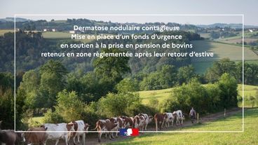 Dermatose nodulaire contagieuse : Mise en place d’un fonds d’urgence en soutien à la prise en ...