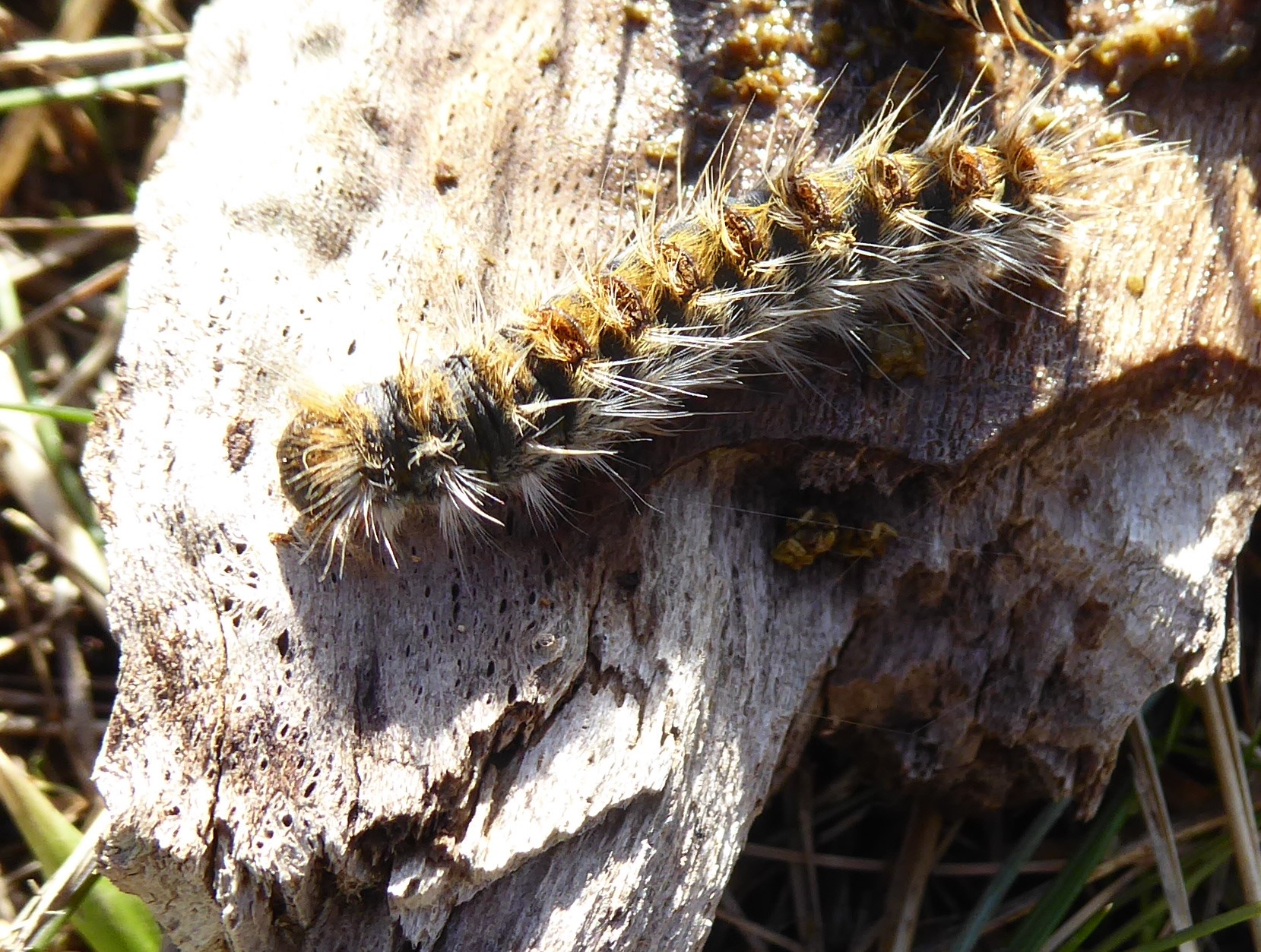 Processionnaire du pin, un insecte qui progresse sur le territoire ...